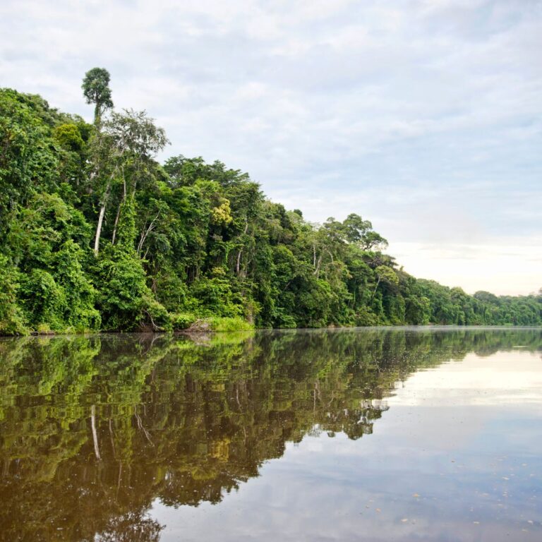 How Native Tree Planting Restores Ecosystem Biodiversity and Captures ...